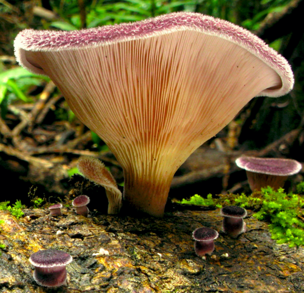 About | Fun Fungi Ecology